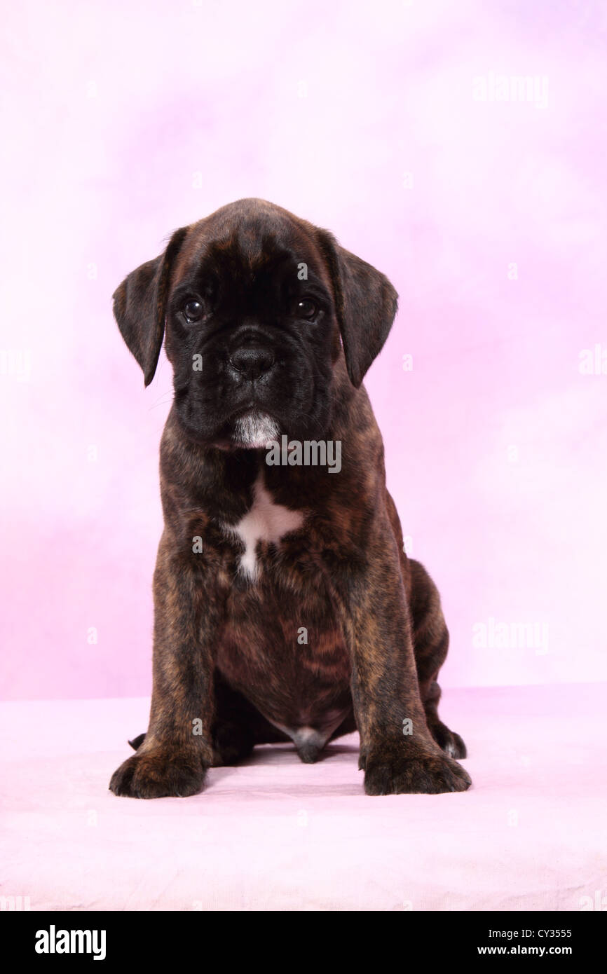 German Boxer Puppy Stock Photo - Alamy