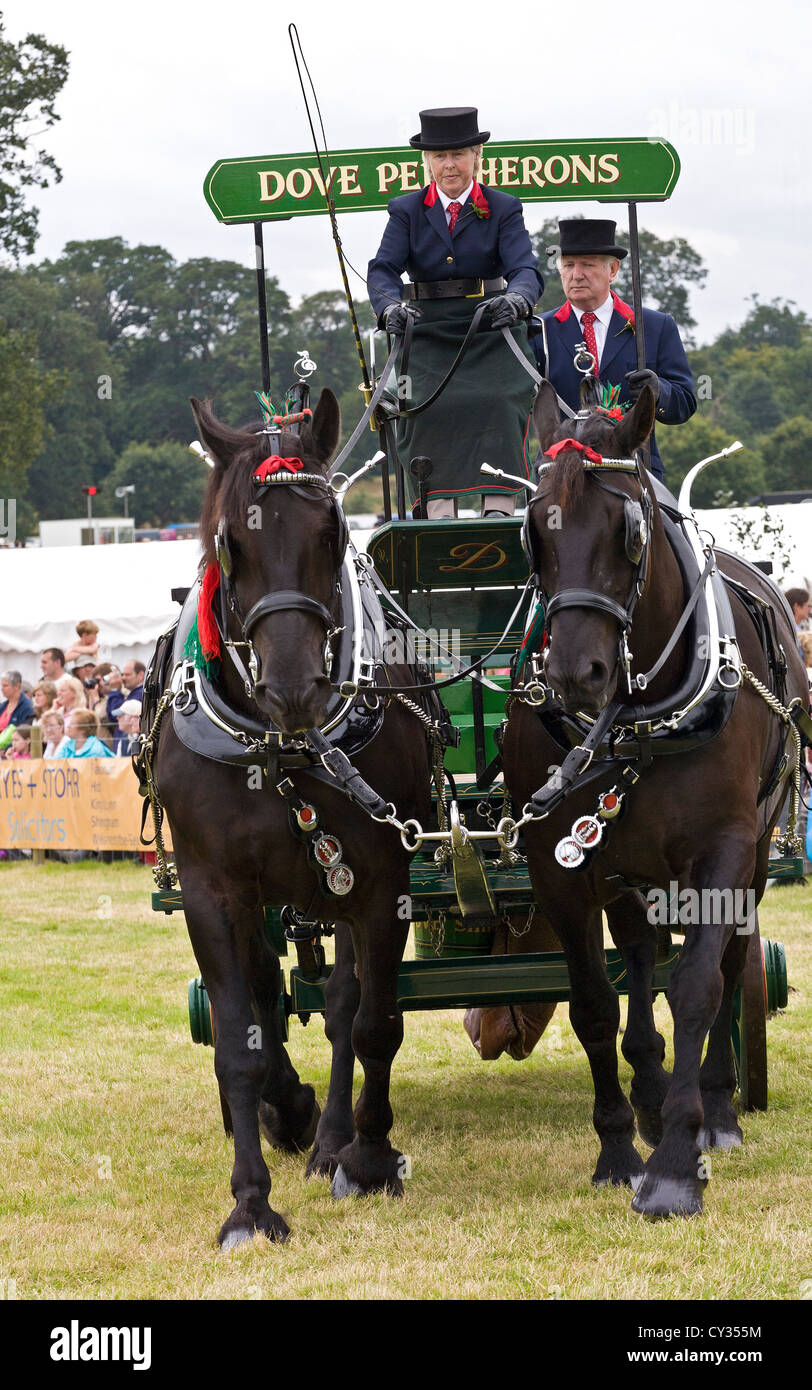 Percherons hi-res stock photography and images - Alamy