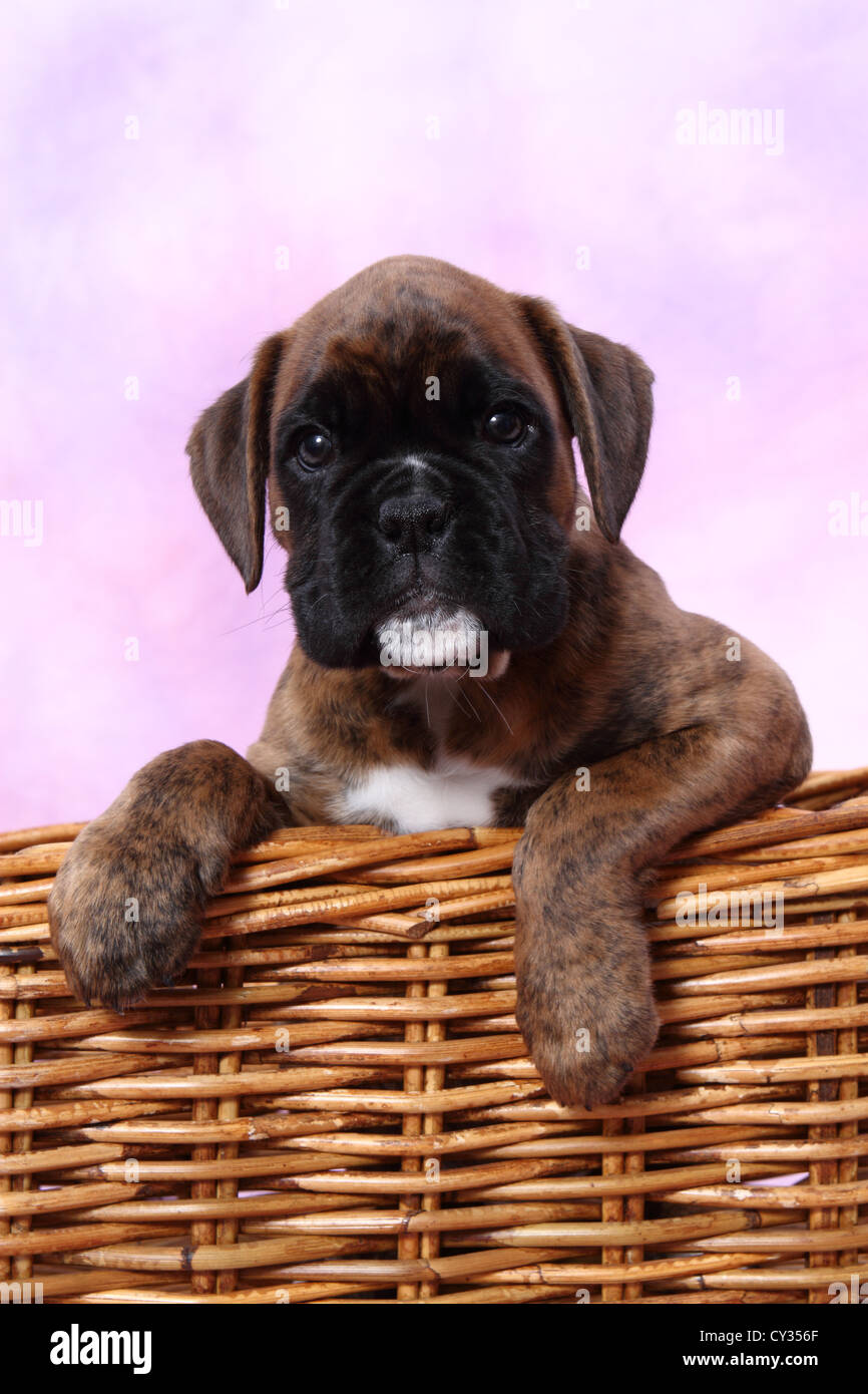 German Boxer Puppy Stock Photo - Alamy