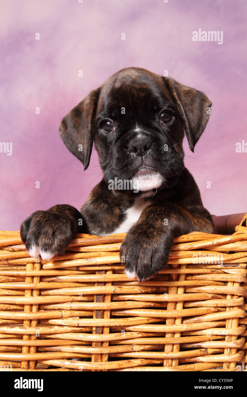 German Boxer Puppy Stock Photo - Alamy