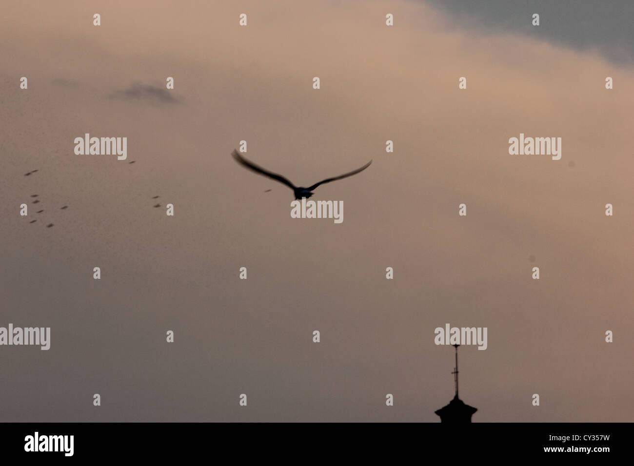 birds migrating, a beautiful sequence of birds migrating, Roma, Rome ...