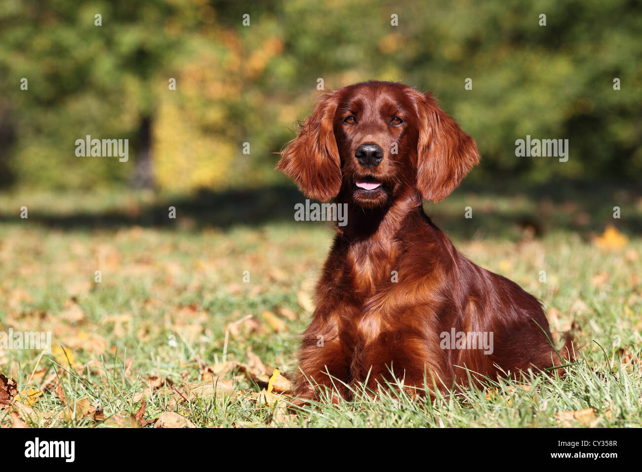 lying Irish Red Setter Stock Photo - Alamy