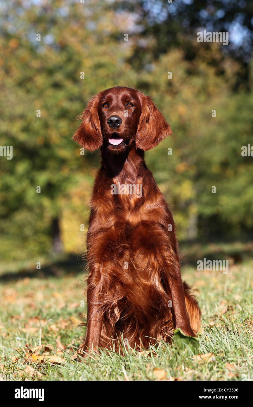 sitting Irish Red Setter Stock Photo - Alamy