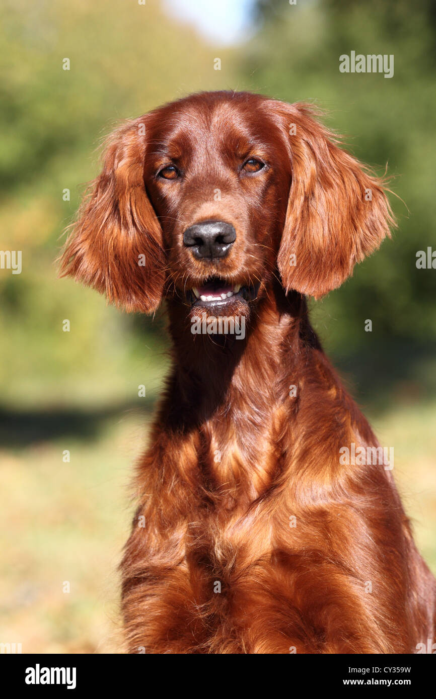 Irish Red Setter Portrait Stock Photo - Alamy