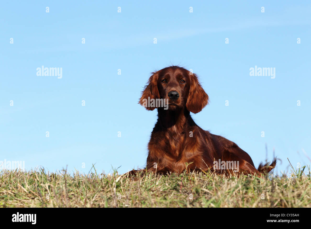 lying Irish Red Setter Stock Photo - Alamy