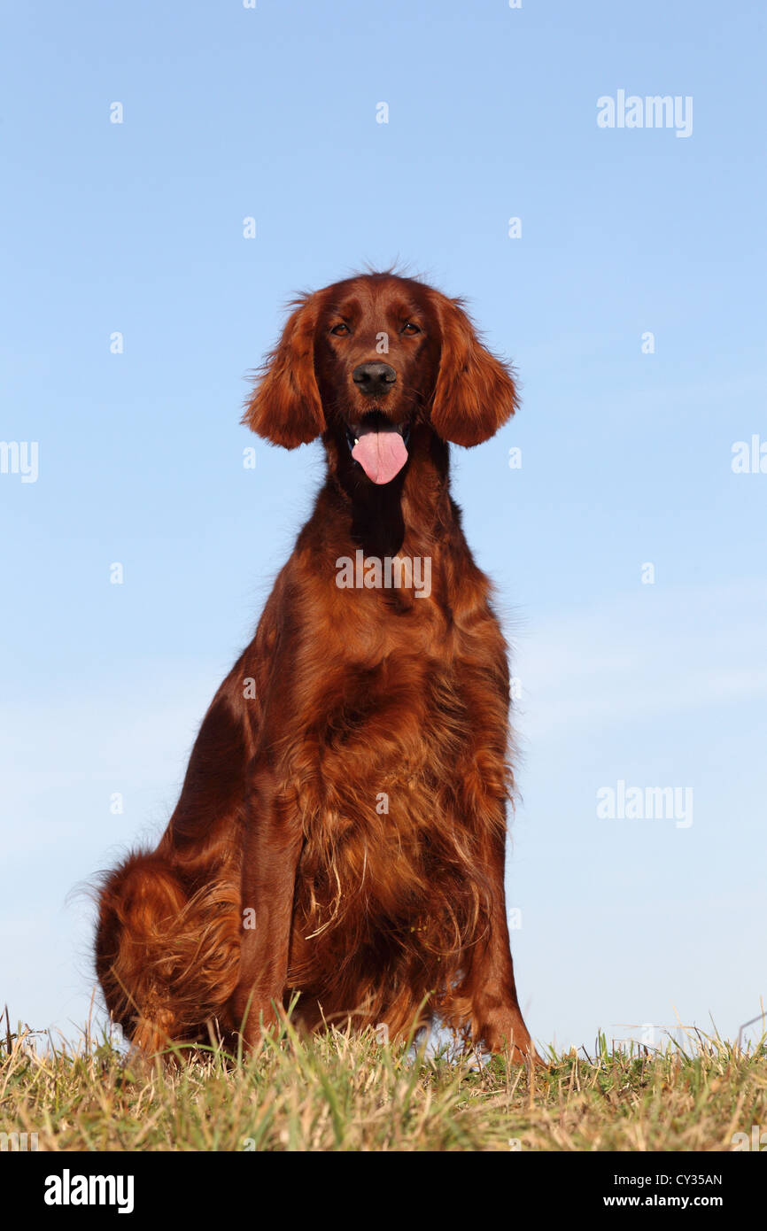 sitting Irish Red Setter Stock Photo - Alamy