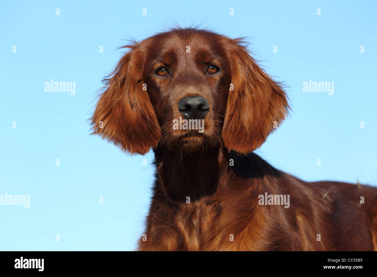 Irish Red Setter Portrait Stock Photo - Alamy