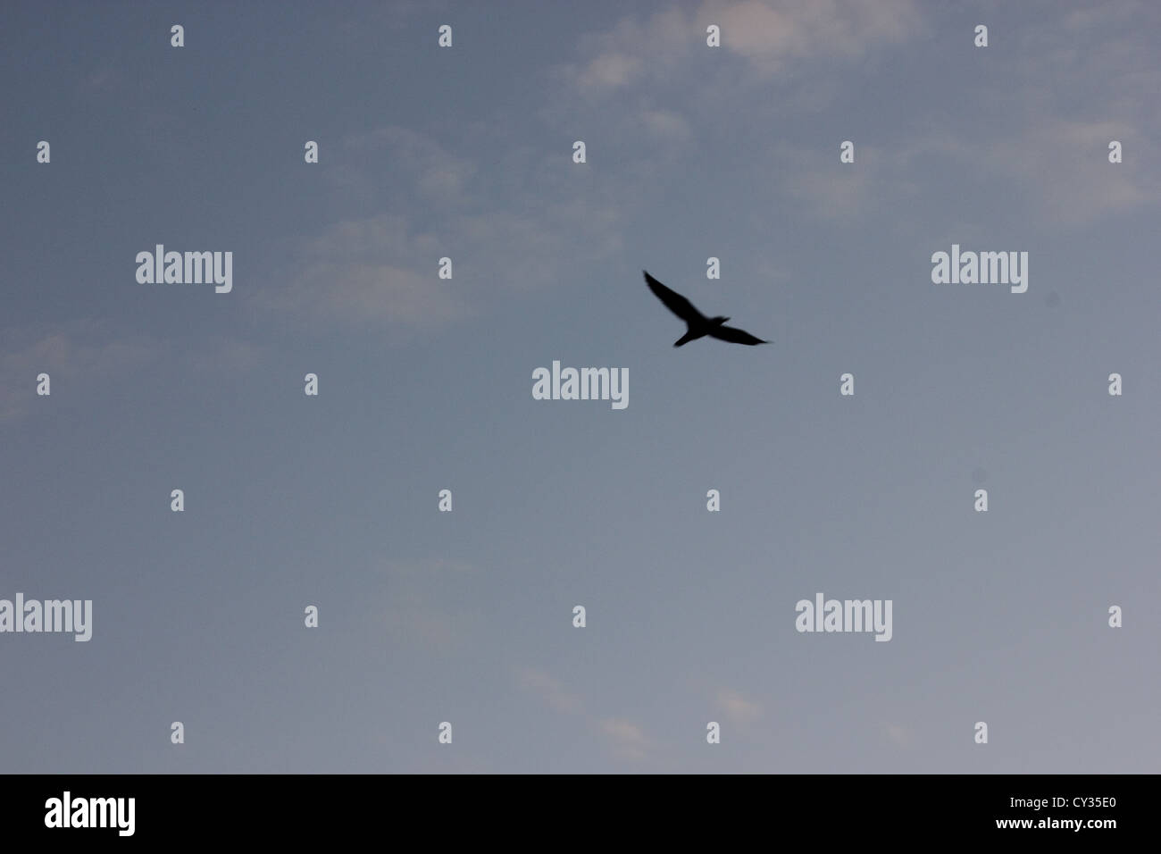 birds migrating, a beautiful sequence of birds migrating, Roma, Rome ...