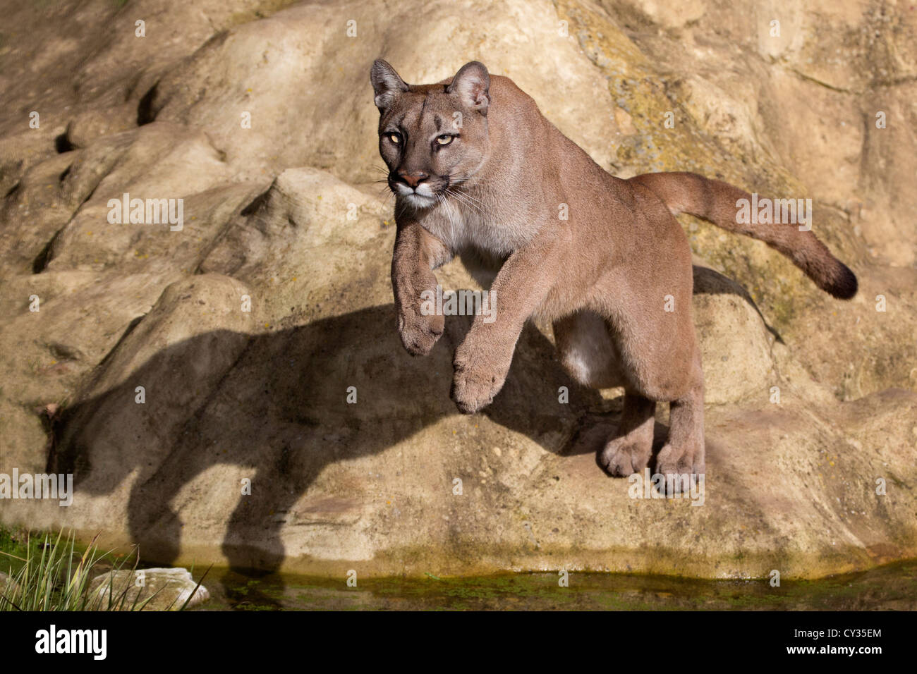 Puma concolor jumping hi-res stock photography and images - Alamy
