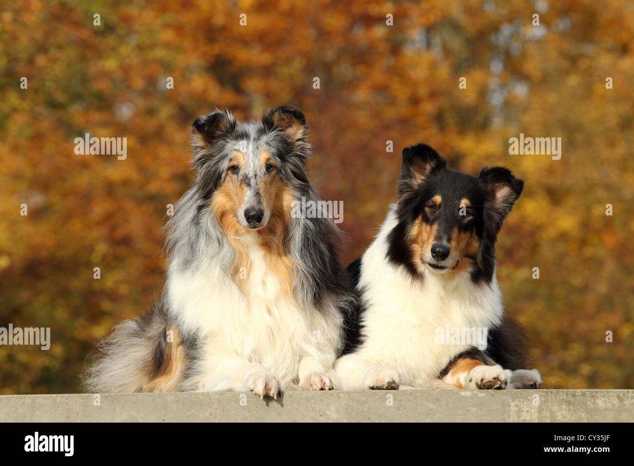 Rough collies hi-res stock photography and images - Alamy