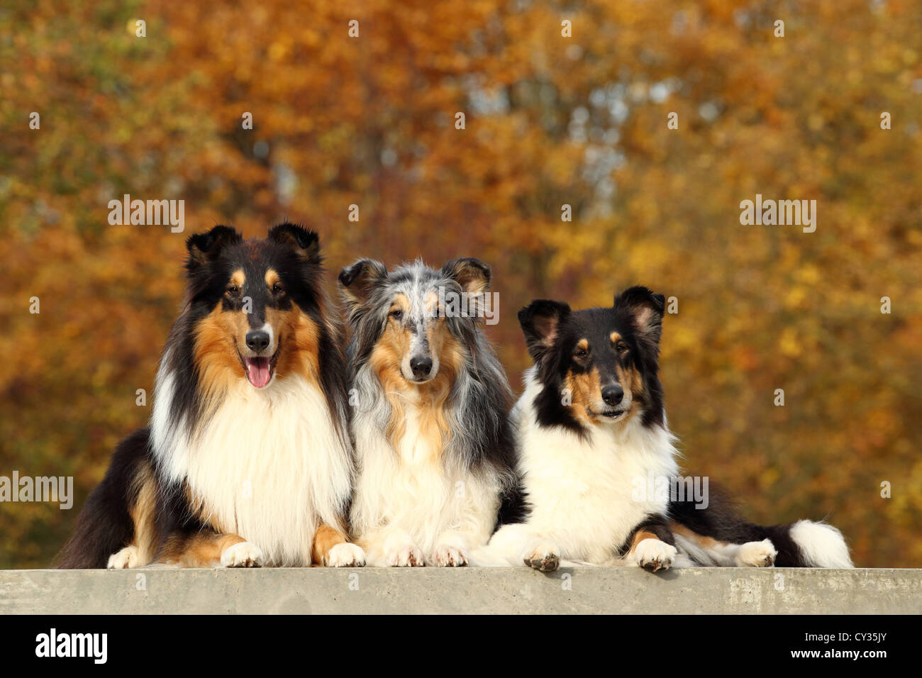 American collie lying hi-res stock photography and images - Alamy