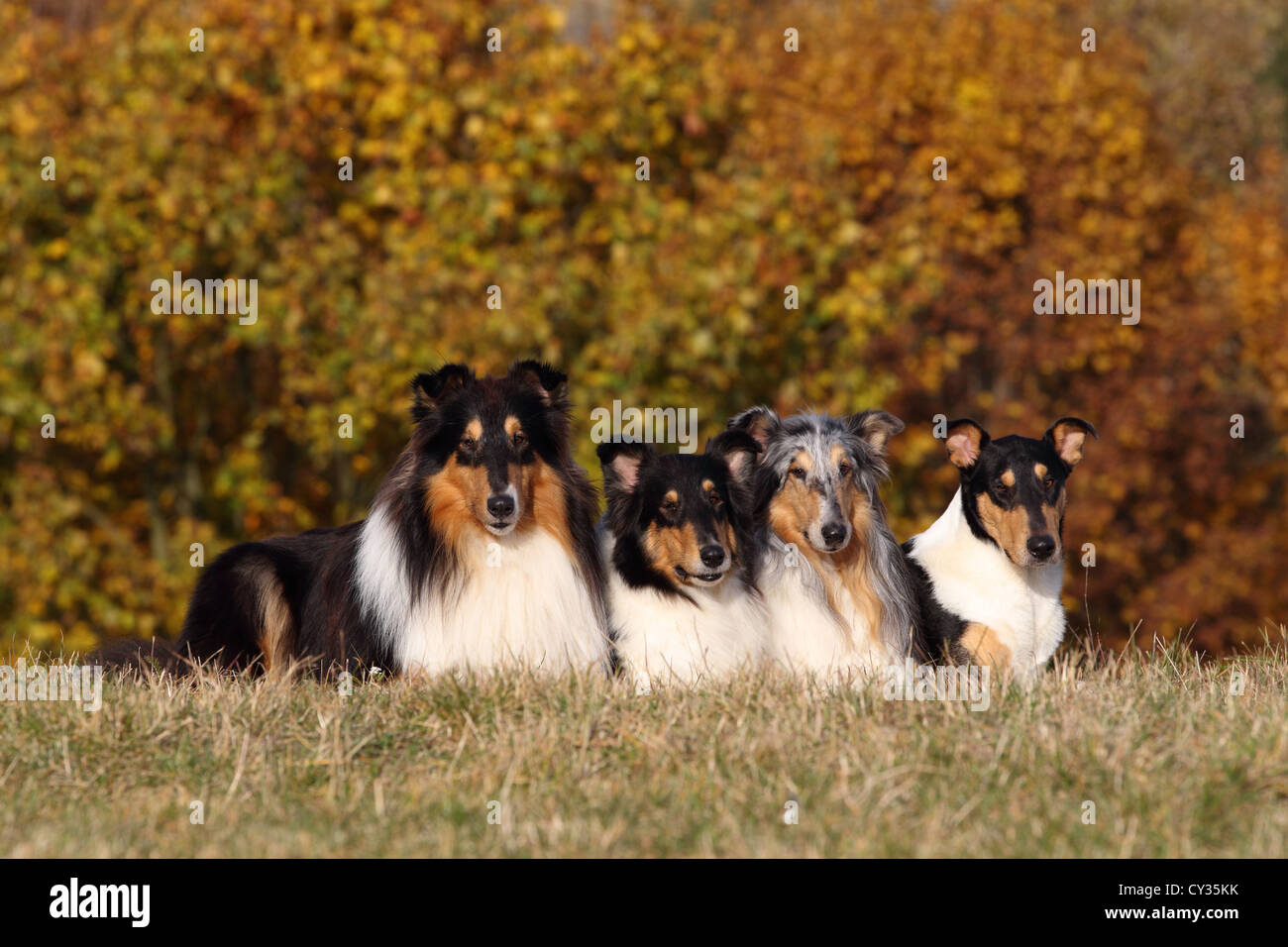 Rough collies hi-res stock photography and images - Alamy