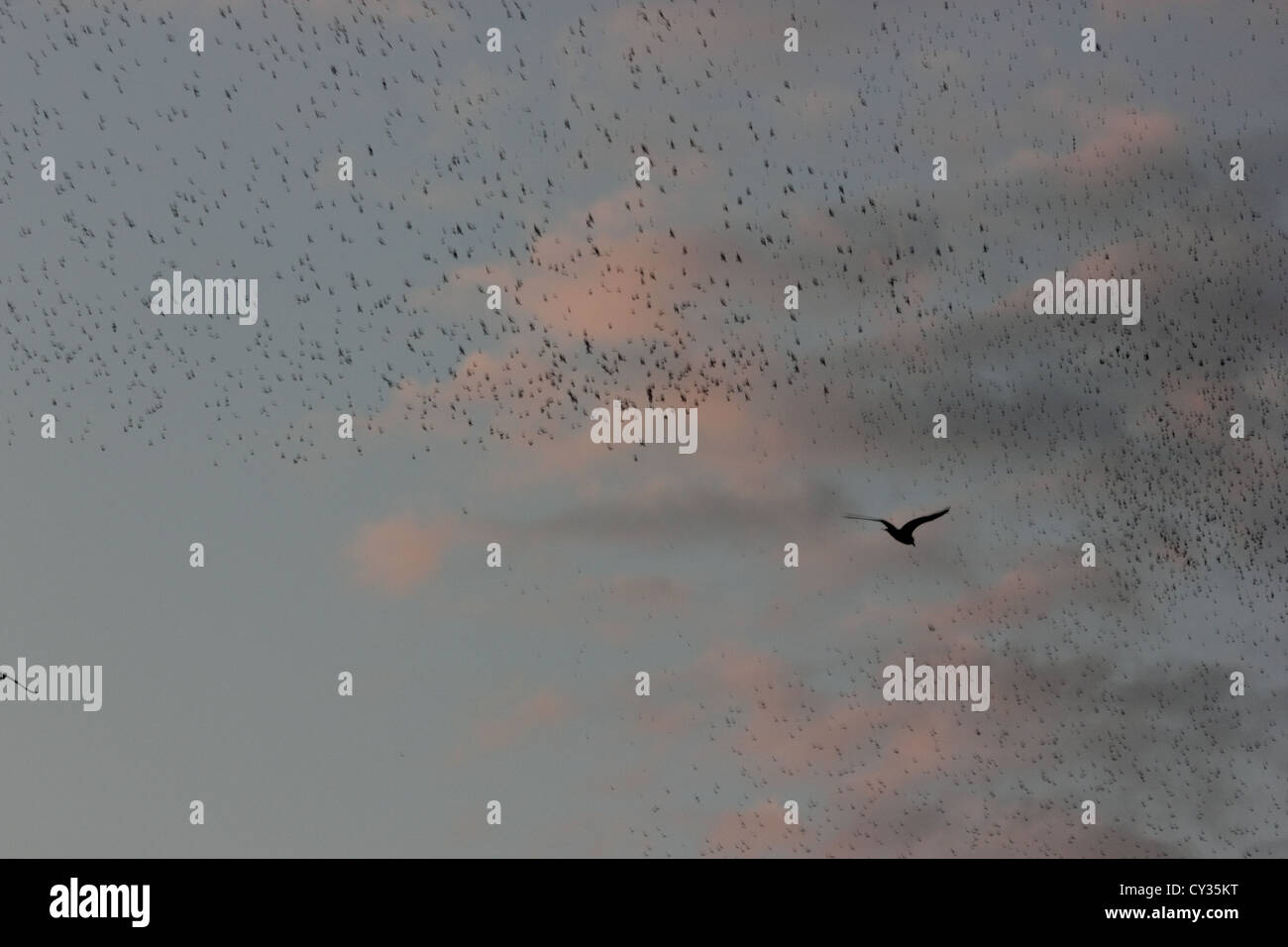 birds migrating, a beautiful sequence of birds migrating, Roma, Rome ...