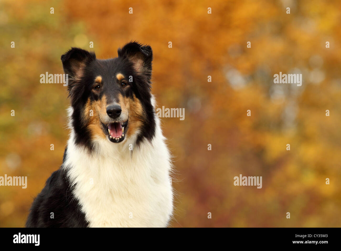 American Collie Portrait Stock Photo - Alamy