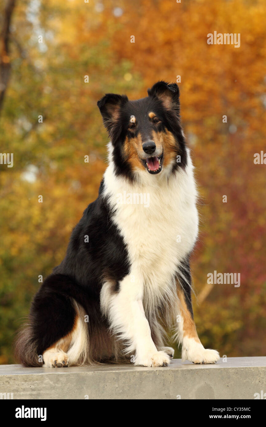 sitting American Collie Stock Photo - Alamy