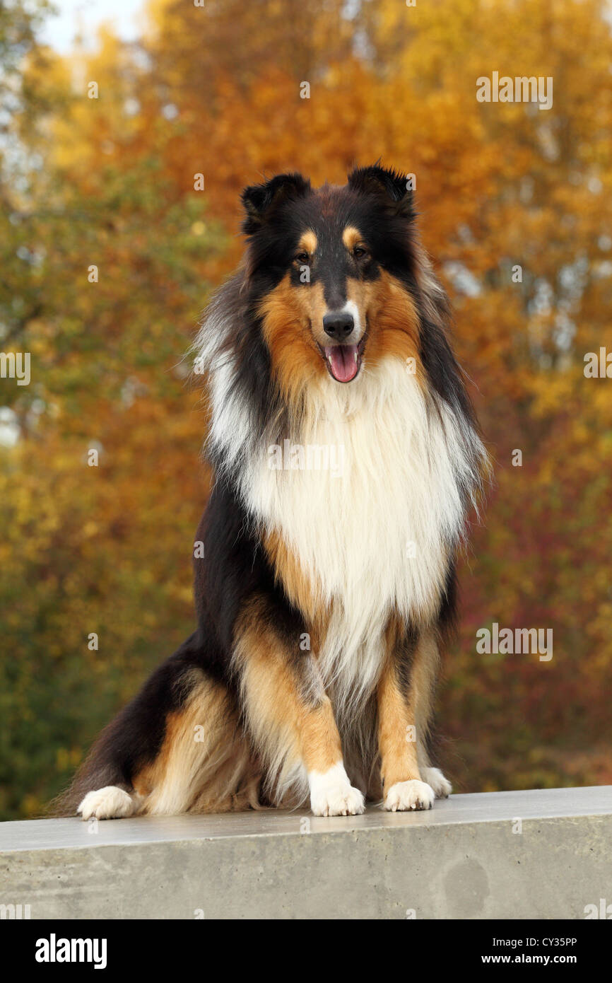 Rough and smooth collie hi-res stock photography and images - Alamy