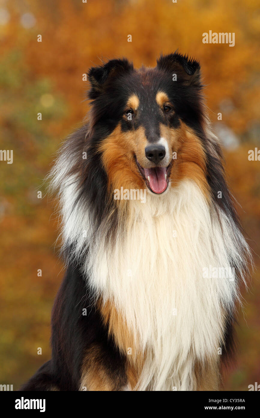 American Collie Portrait Stock Photo - Alamy
