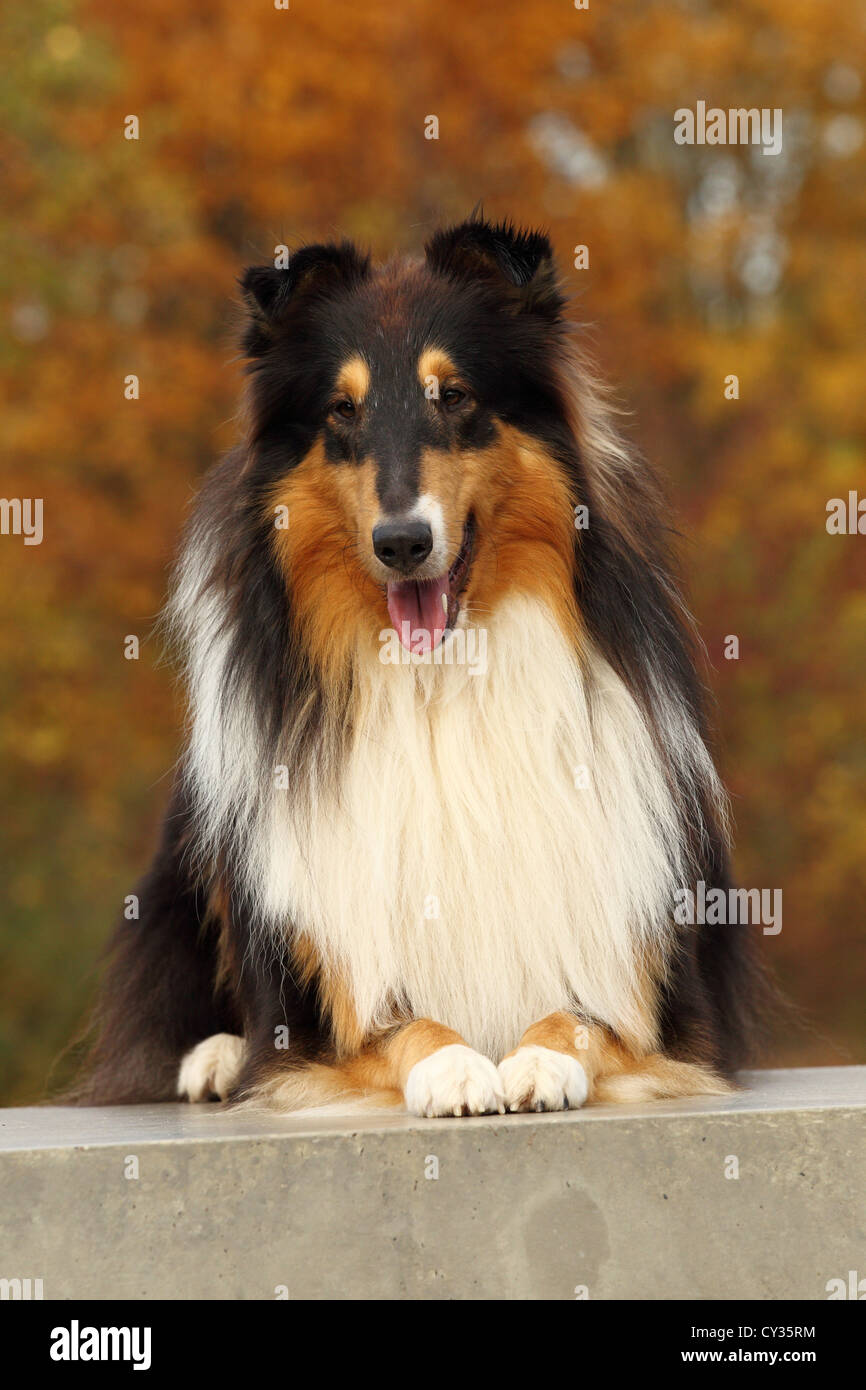 Rough and smooth collie hi-res stock photography and images - Alamy
