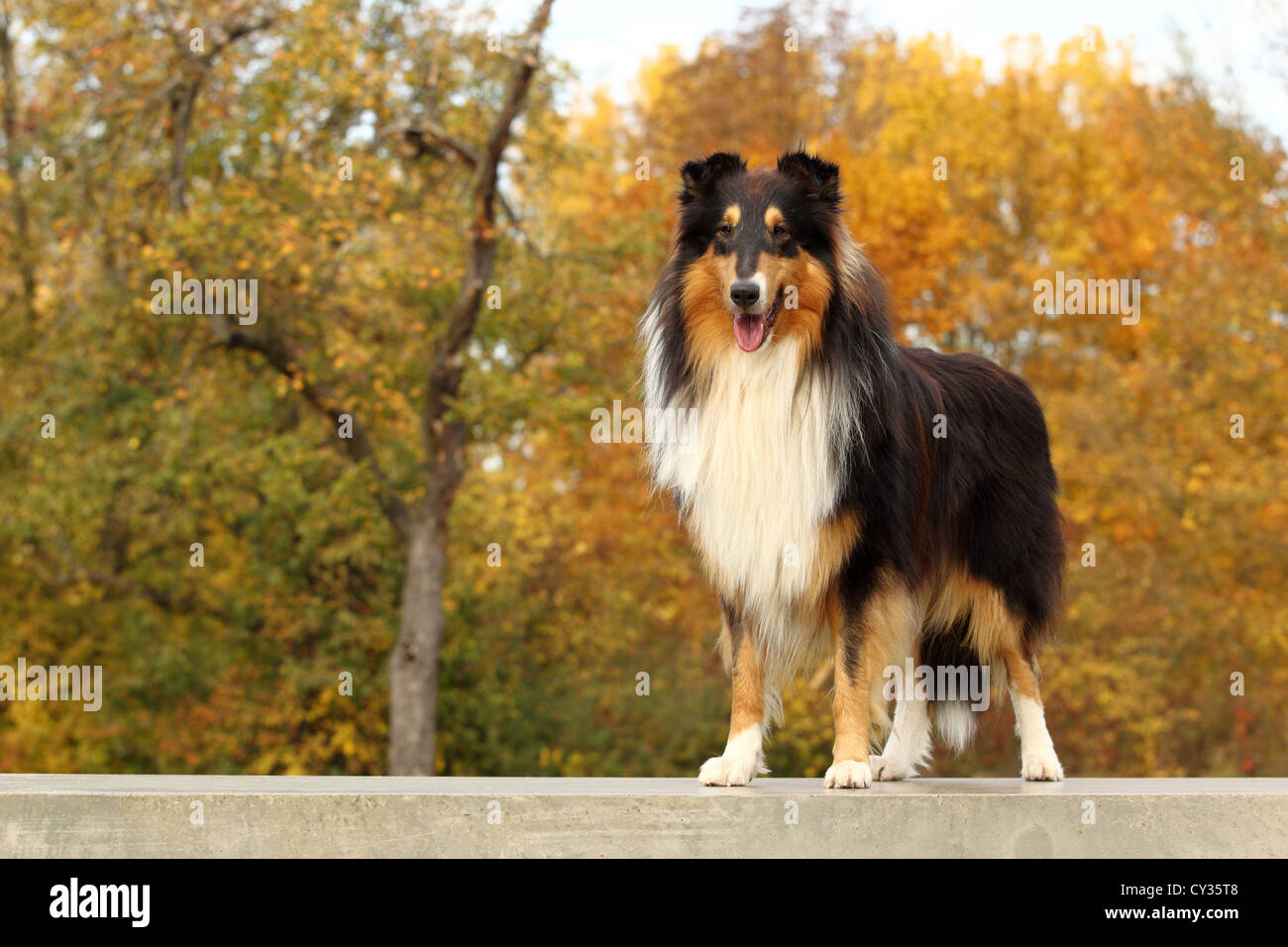 American collies hi-res stock photography and images - Alamy
