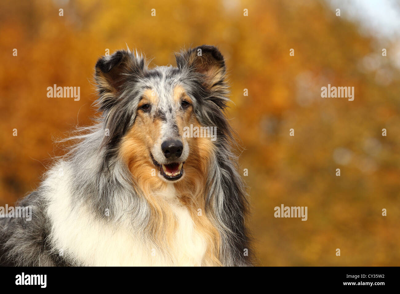 American Collie Portrait Stock Photo - Alamy