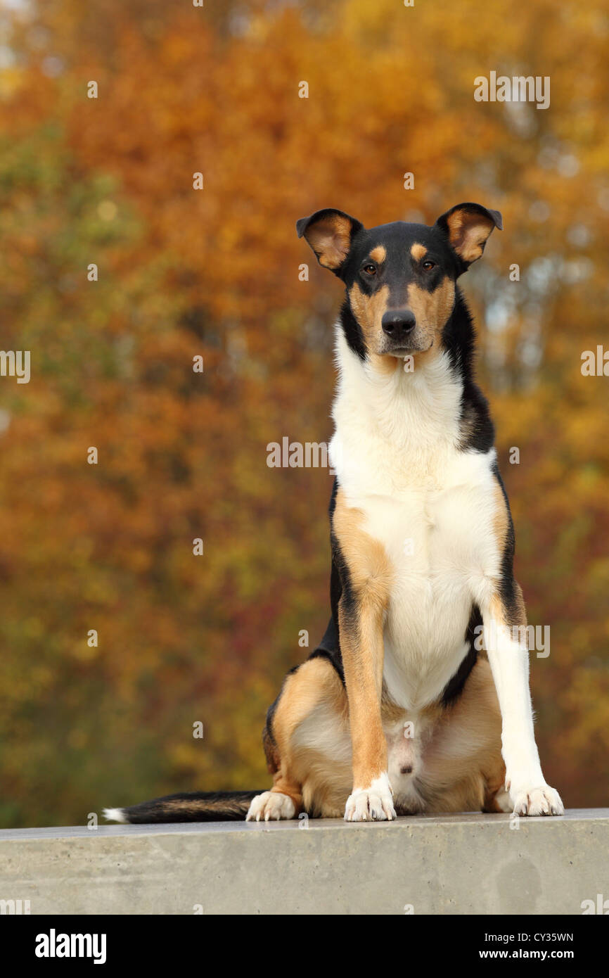 sitting American Collie Stock Photo - Alamy