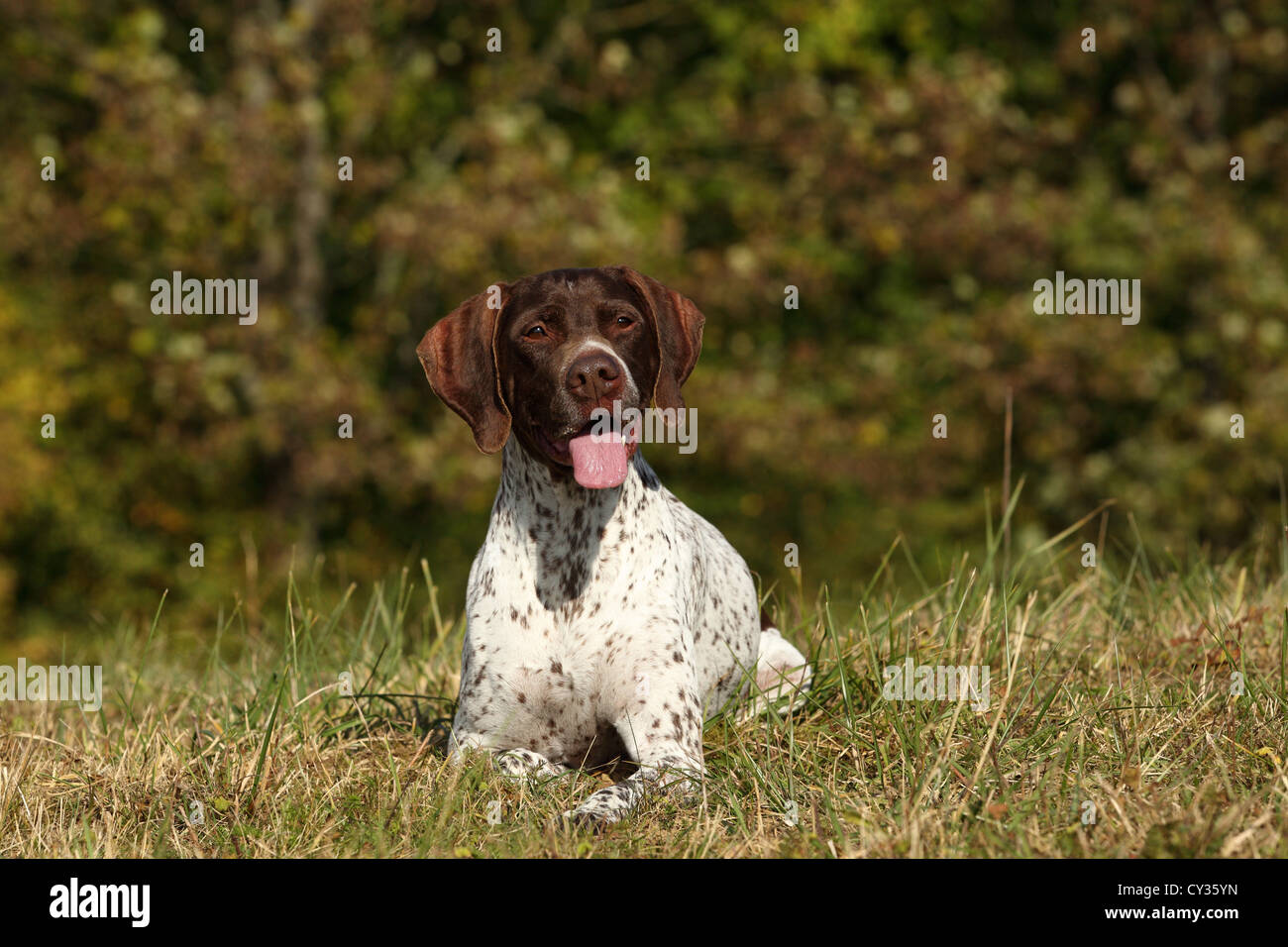 lying Braque francais type Pyrenees Stock Photo - Alamy