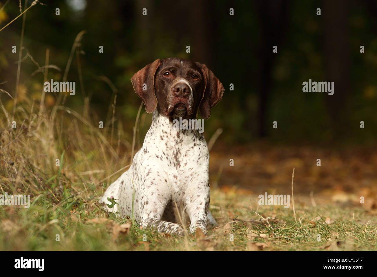 lying Braque francais type Pyrenees Stock Photo - Alamy