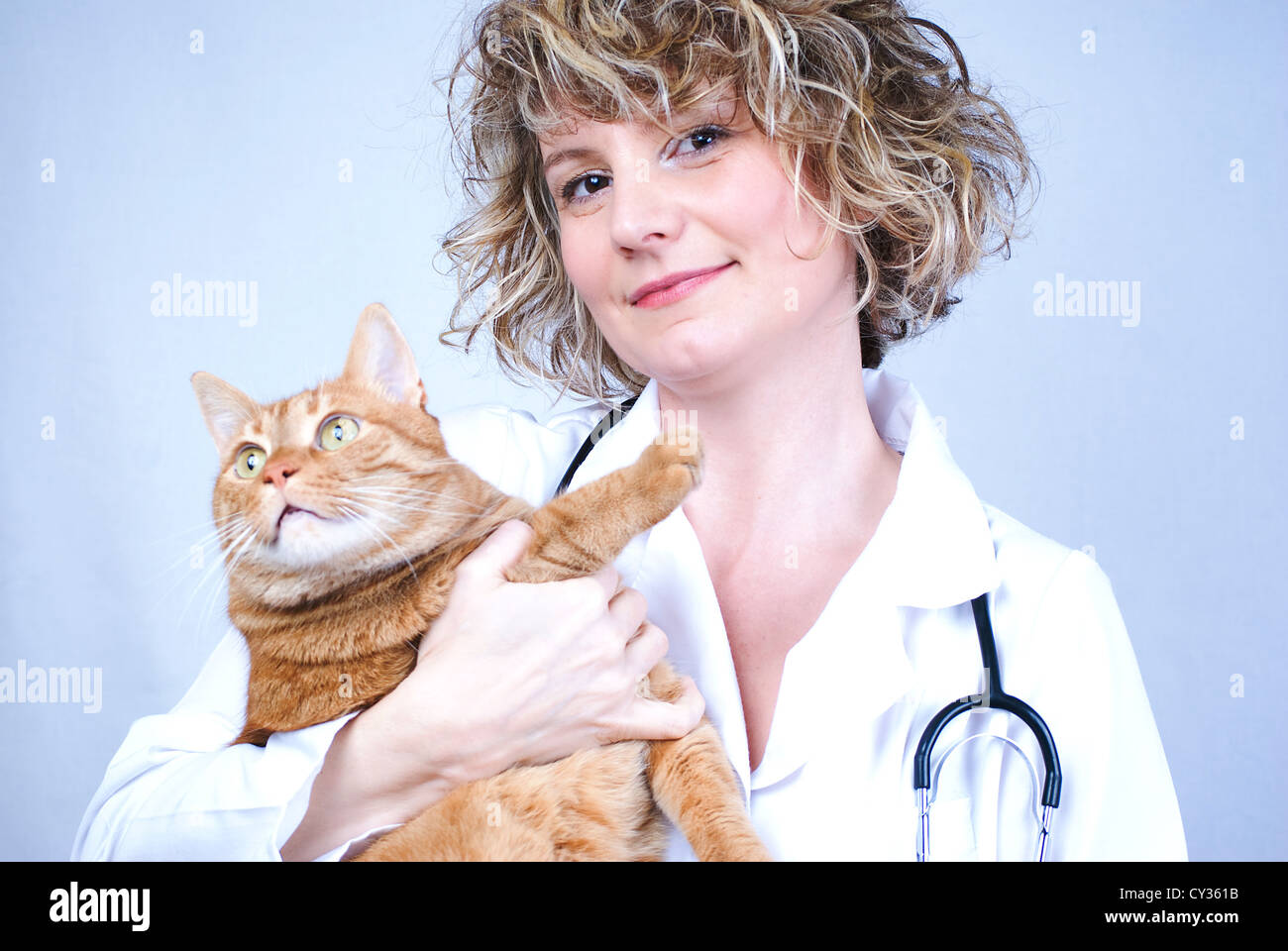 Animal hospital cat at vet operation hi-res stock photography and ...