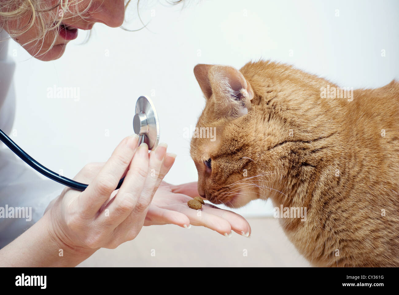Animal hospital cat at vet operation hi-res stock photography and ...