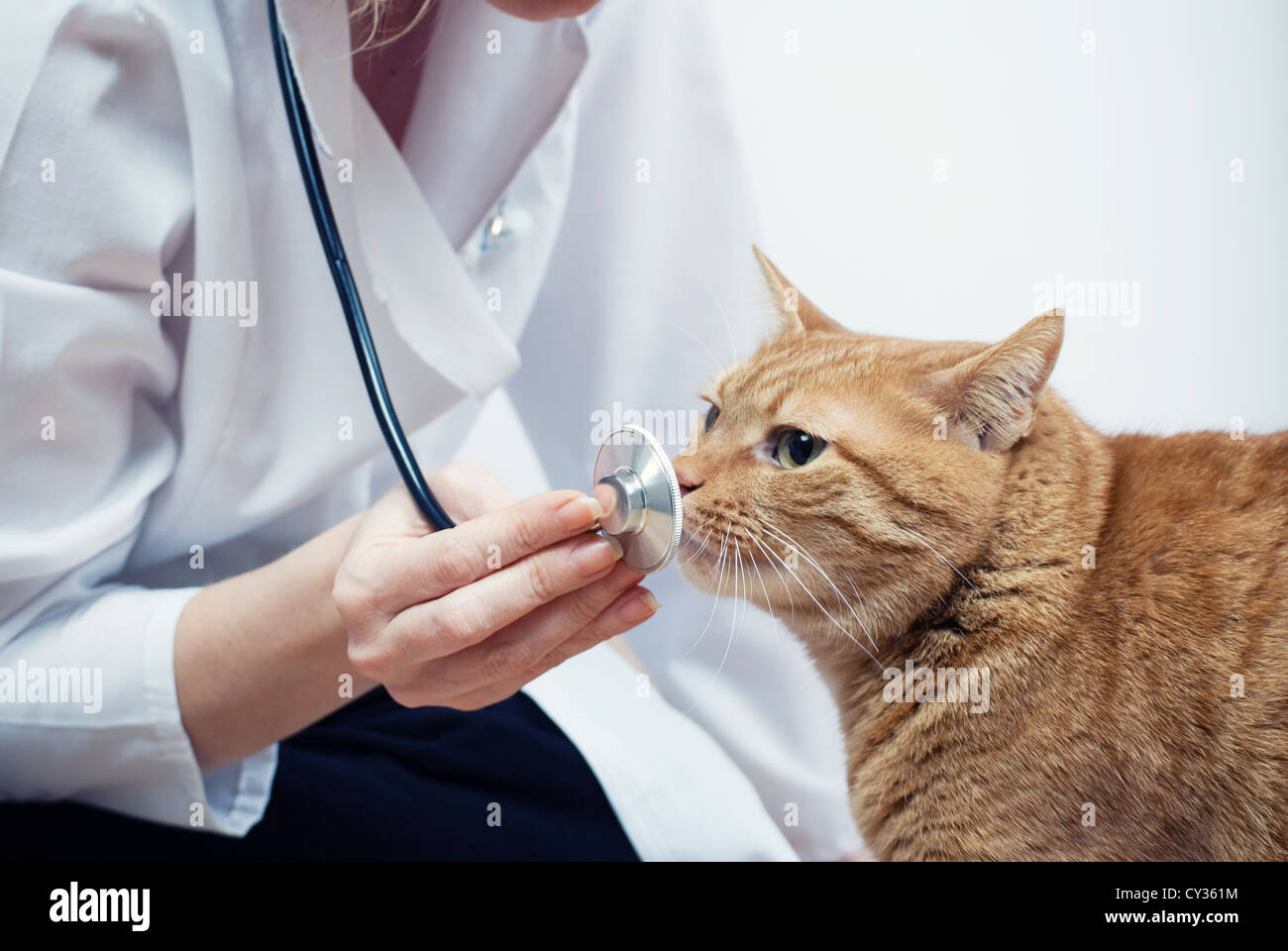 Animal hospital cat at vet operation hi-res stock photography and ...