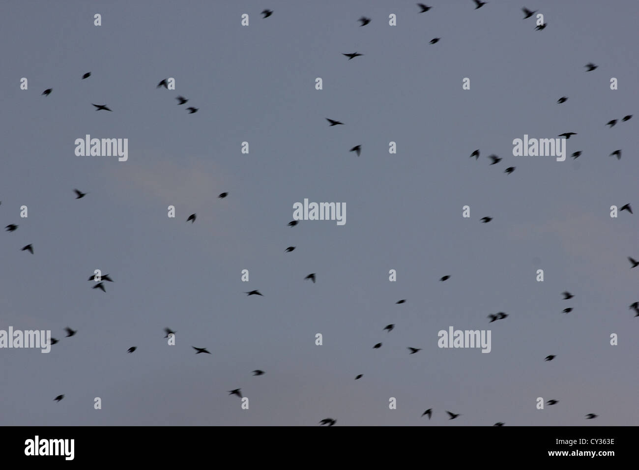 birds migrating, a beautiful sequence of birds migrating, Roma, Rome ...