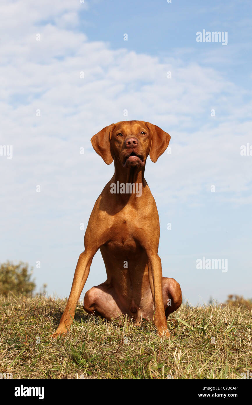 sitting shorthaired Magyar Vizsla Stock Photo - Alamy