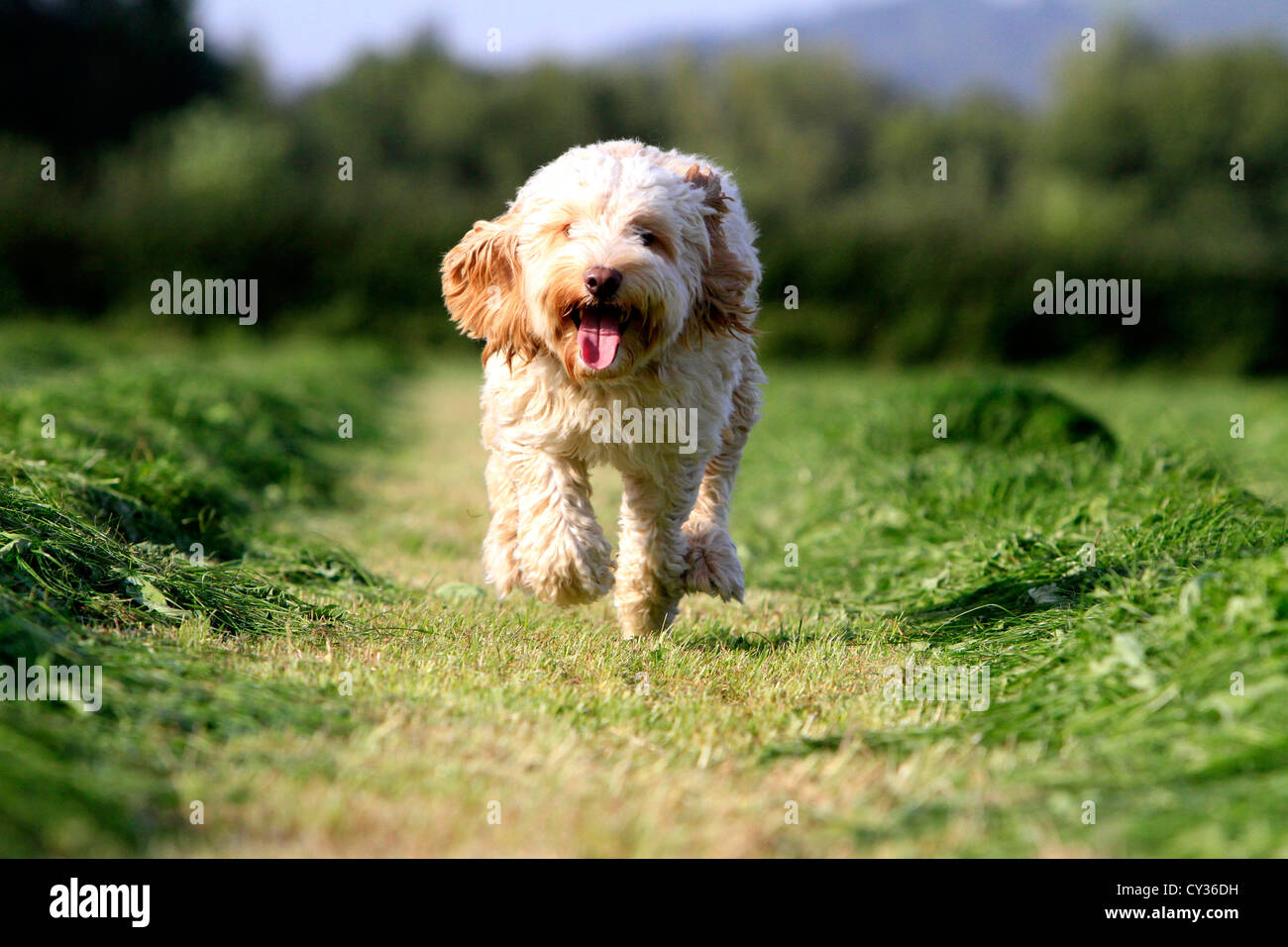 Running Cockapoo in field of cut grass Stock Photo - Alamy
