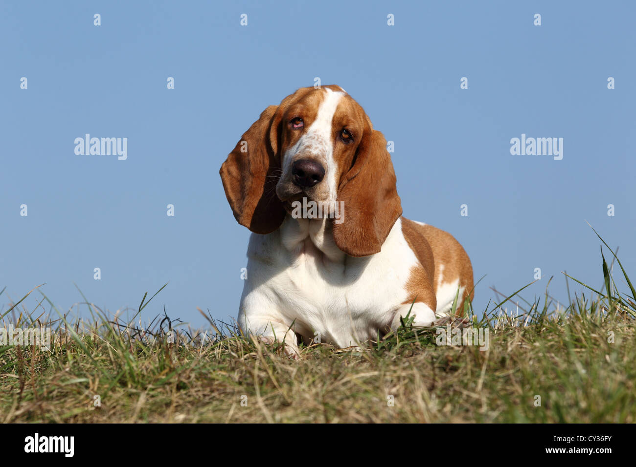 lying Basset Hound Stock Photo - Alamy