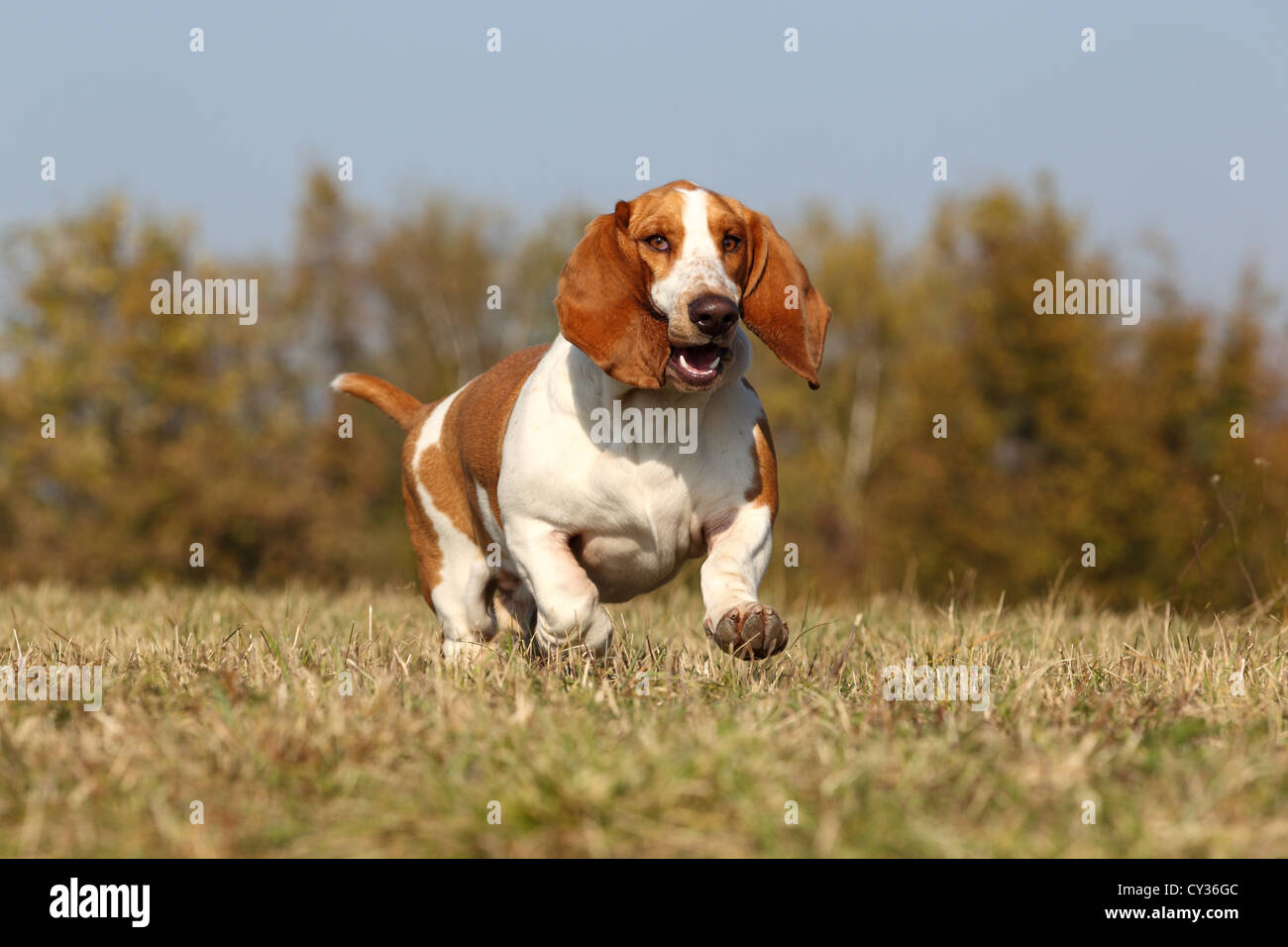 running Basset Hound Stock Photo - Alamy