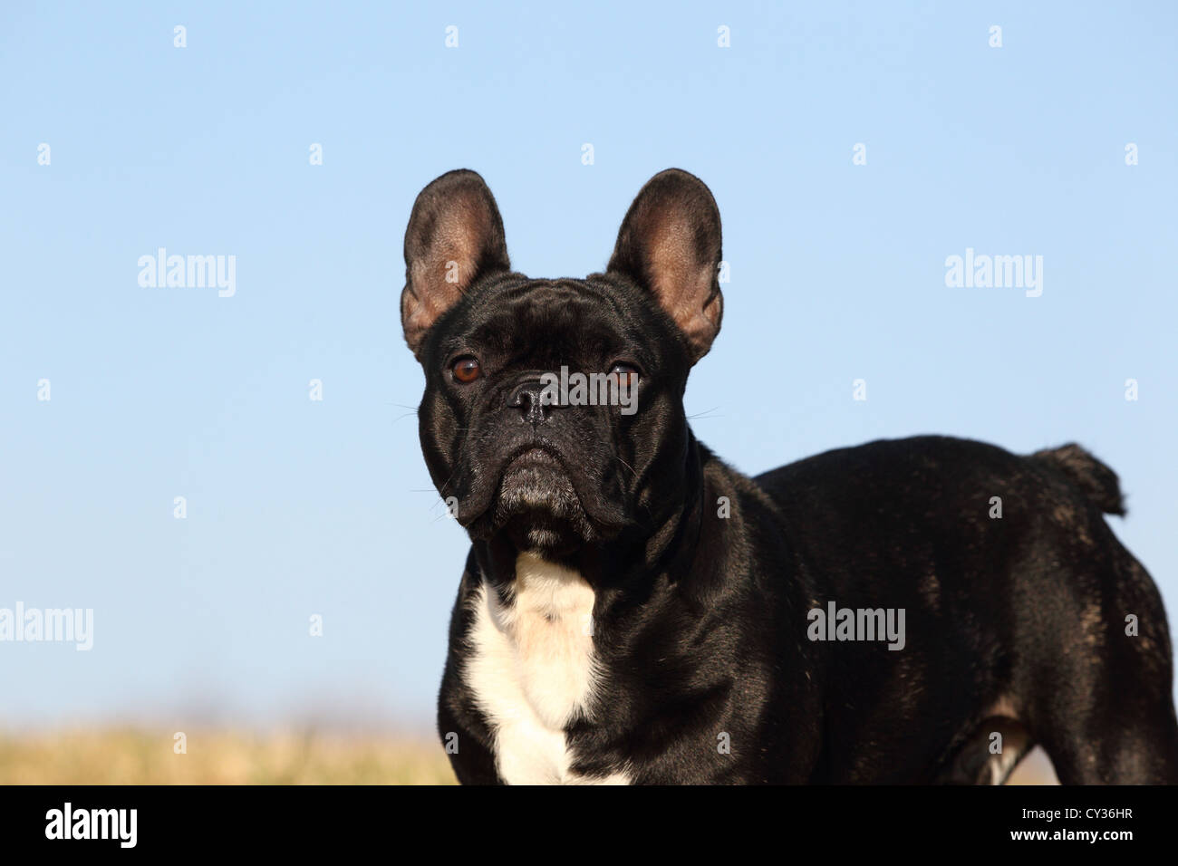 French Bulldog Portrait Stock Photo - Alamy