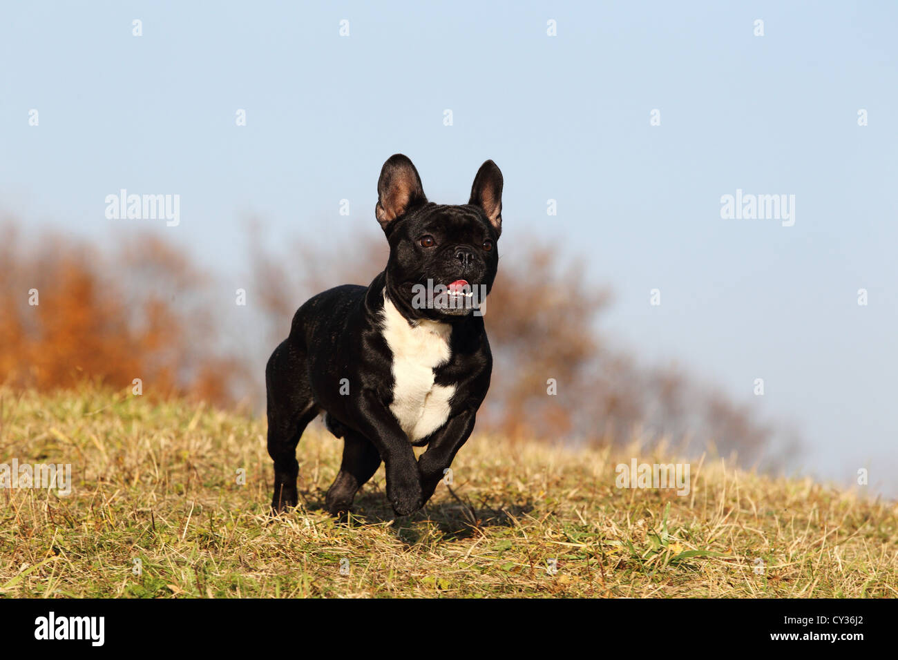 running French Bulldog Stock Photo - Alamy