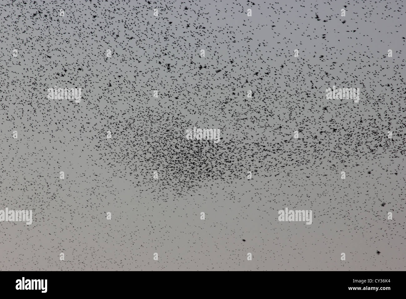 birds migrating, a beautiful sequence of birds migrating, Roma, Rome ...