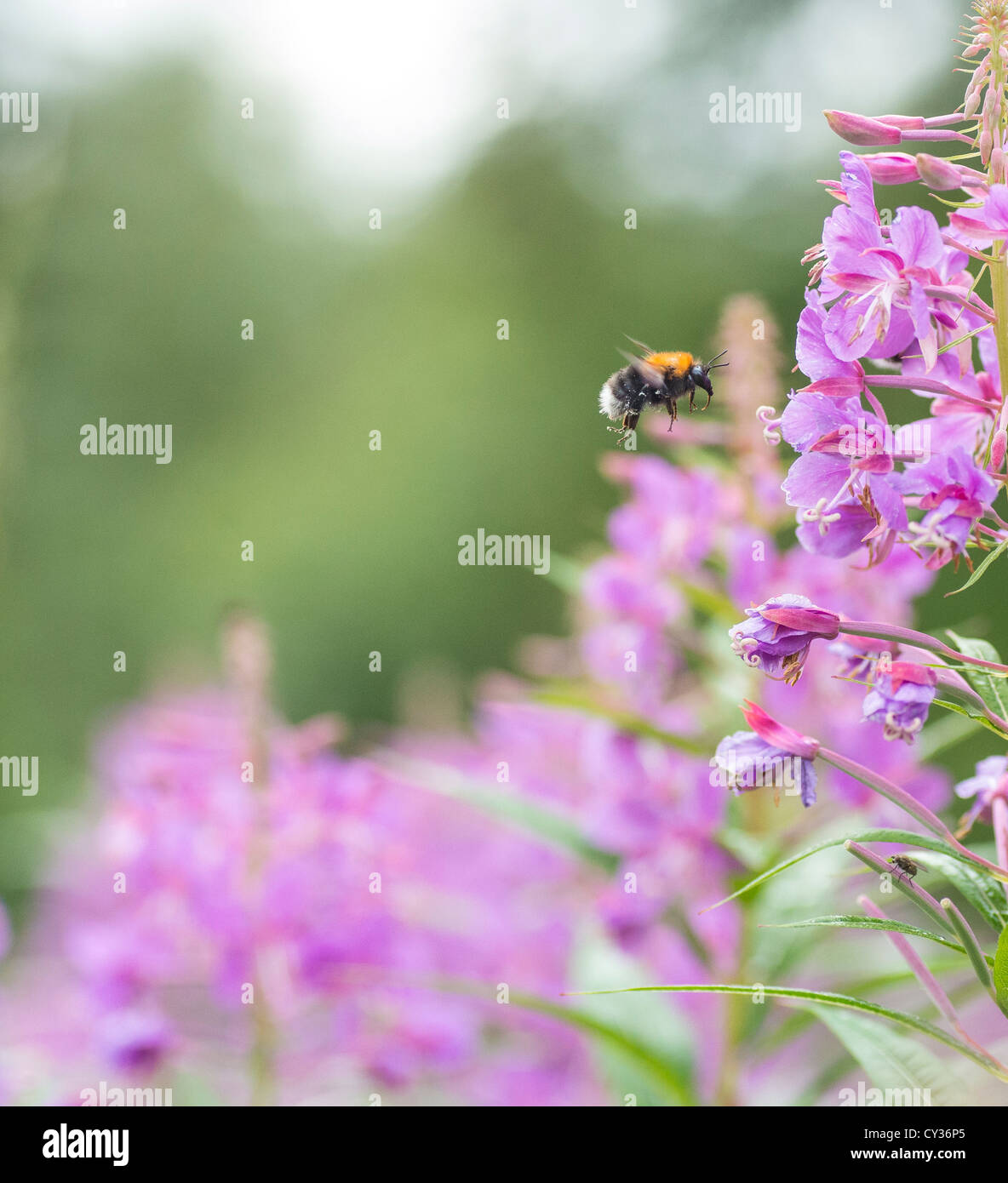 Bumblebee Fireweed High Resolution Stock Photography and Images - Alamy