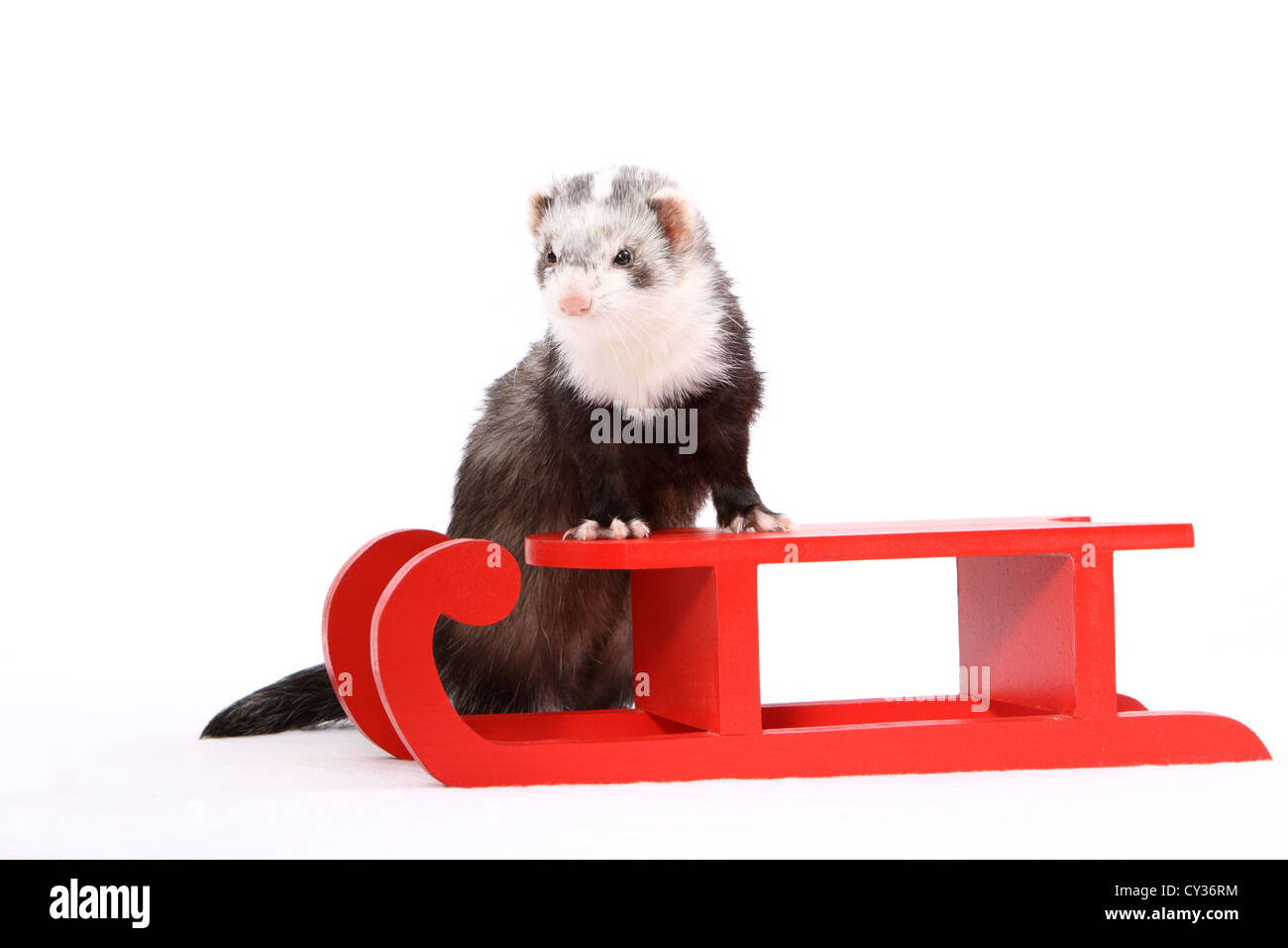 Ferrets cut out hi-res stock photography and images - Alamy