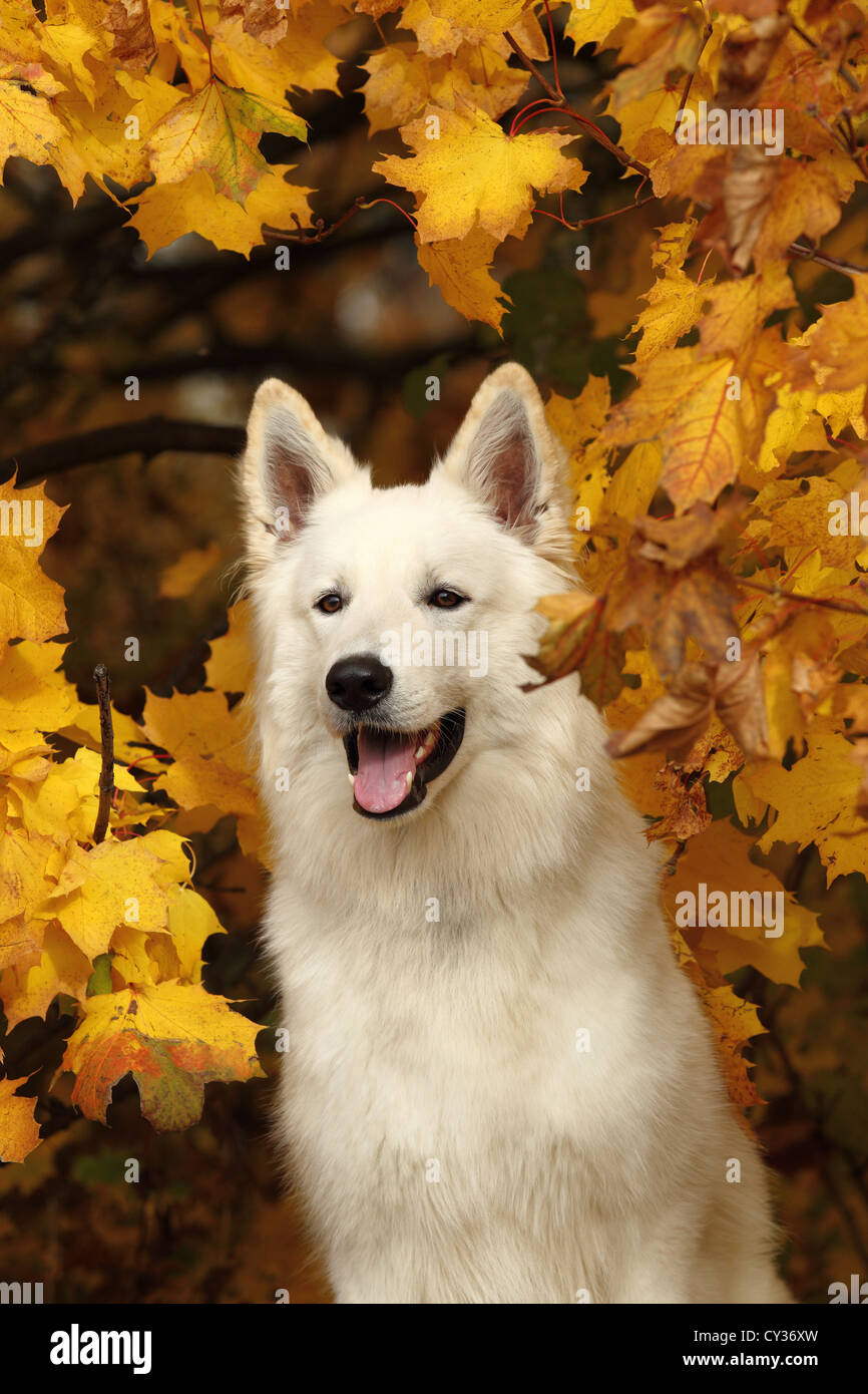 White Swiss Shepherd Portrait Stock Photo - Alamy