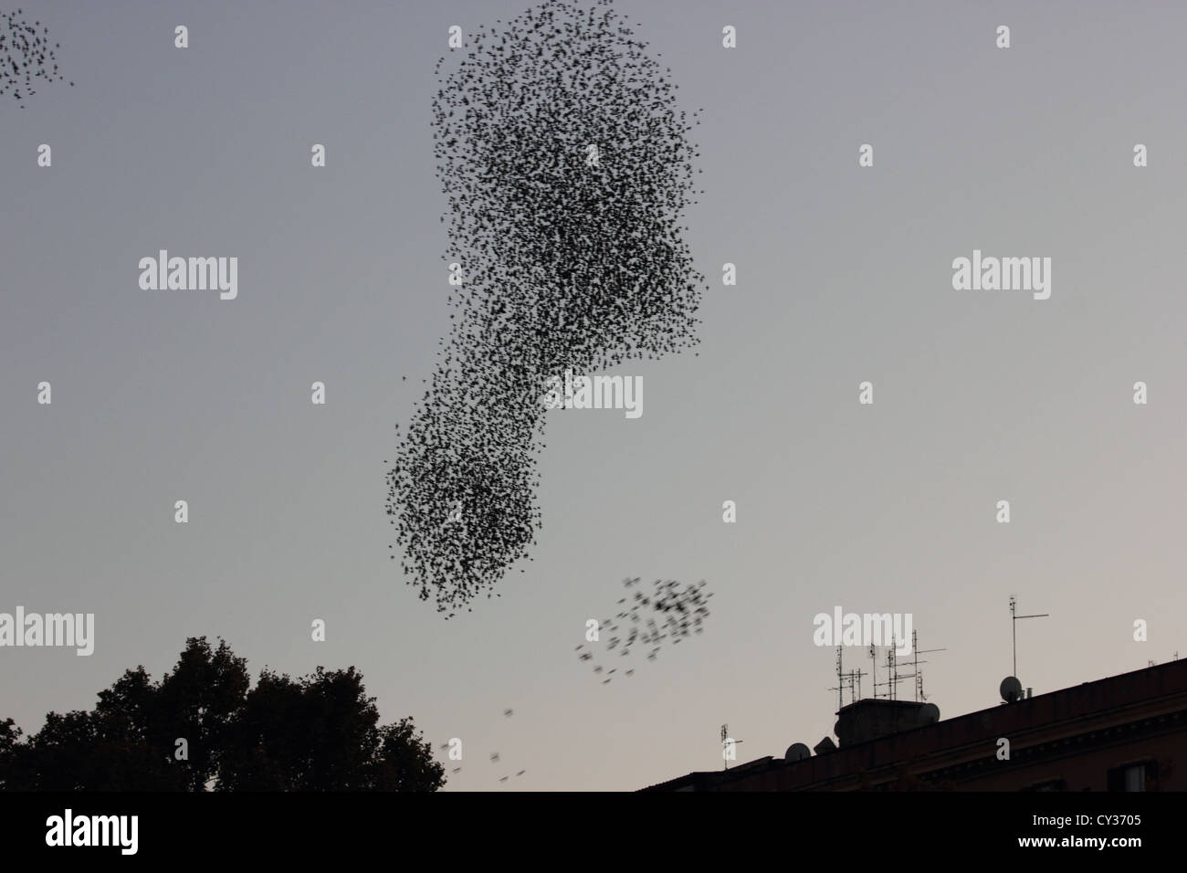 birds migrating, a beautiful sequence of birds migrating, Roma, Rome ...
