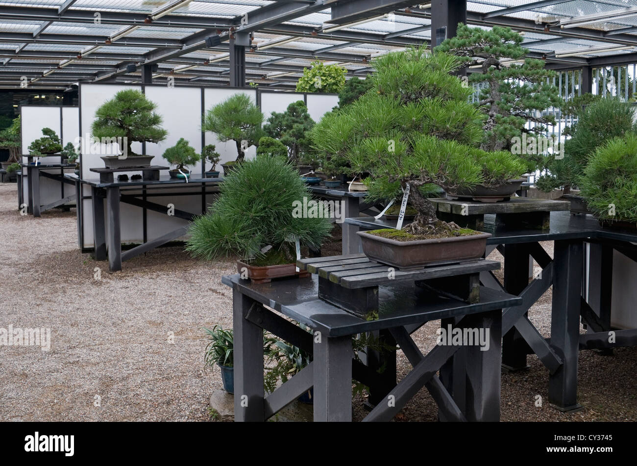 Bonsai trees for sale Stock Photo - Alamy