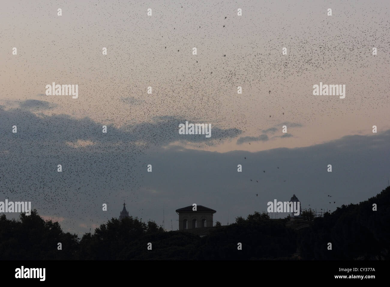 birds migrating, a beautiful sequence of birds migrating, Roma, Rome ...