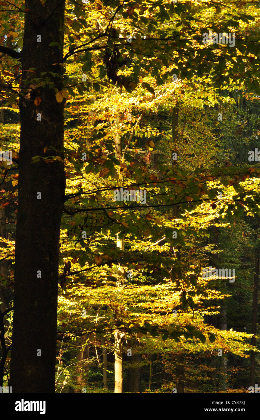 Fall trees forest hi-res stock photography and images - Alamy