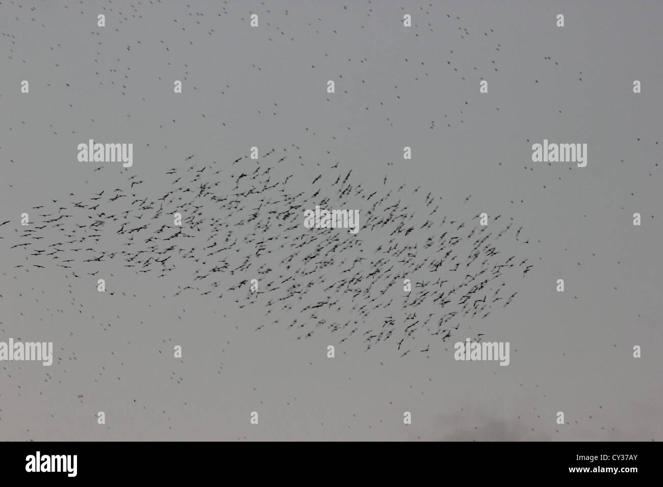 birds migrating, a beautiful sequence of birds migrating, Roma, Rome ...