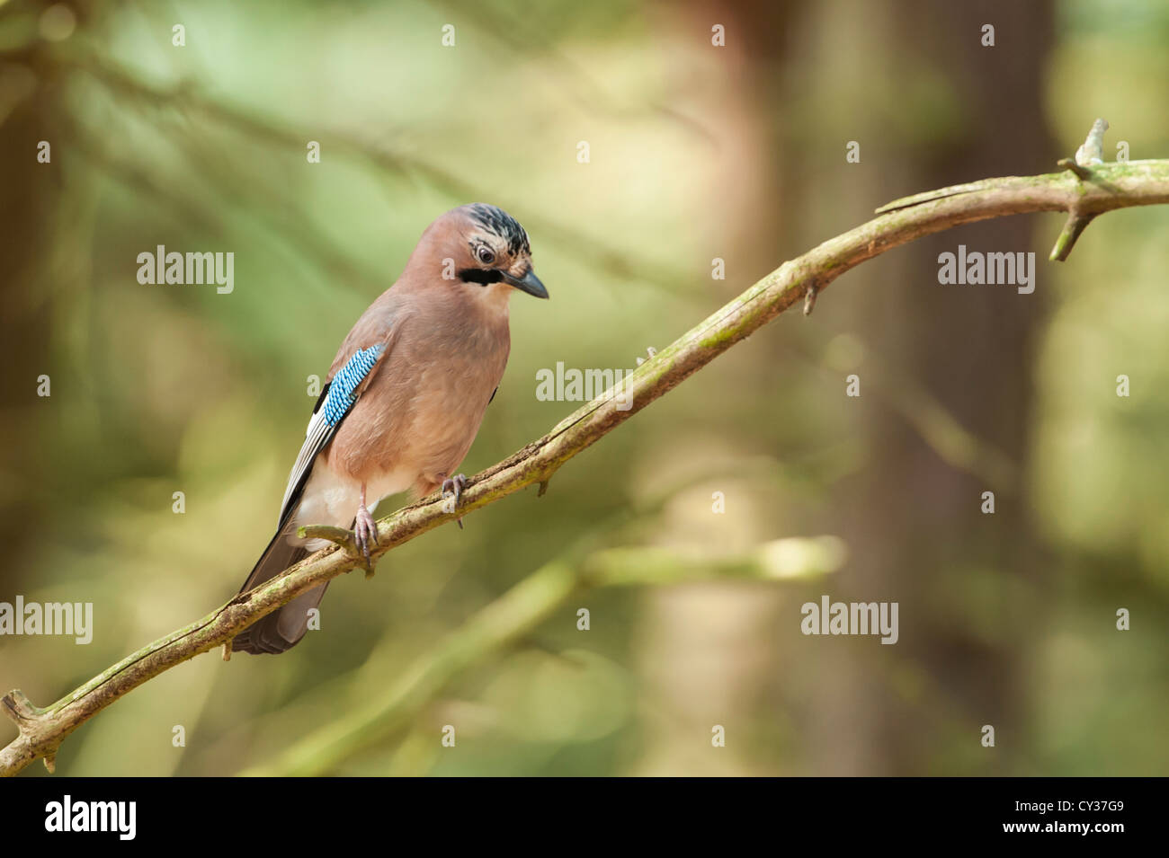 Jay bird uk hi-res stock photography and images - Alamy