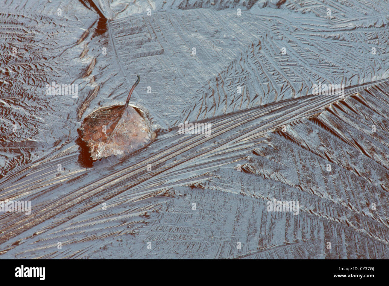 First ice growing on a pond in late autumn Stock Photo - Alamy
