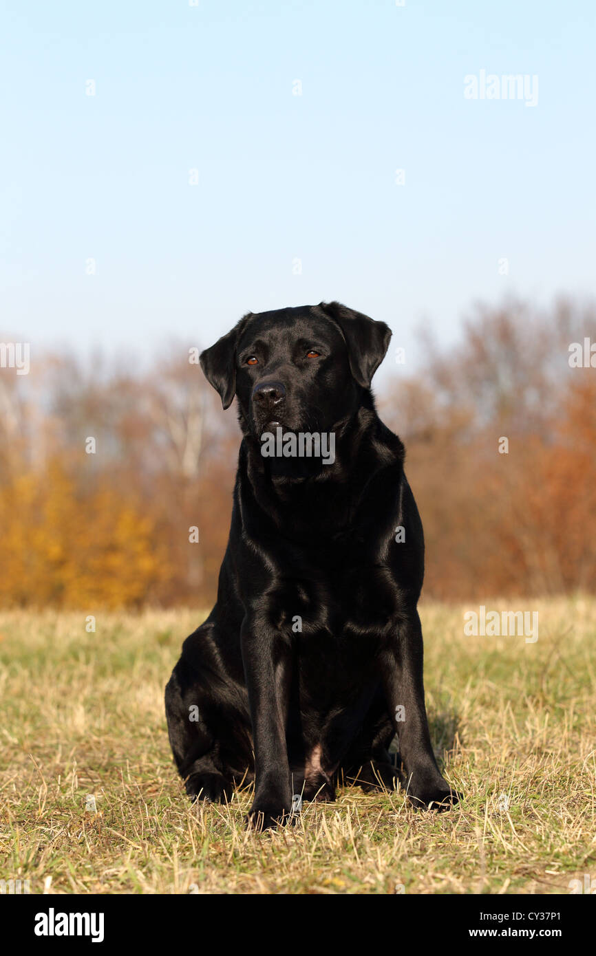 sitting Labrador Retriever Stock Photo - Alamy