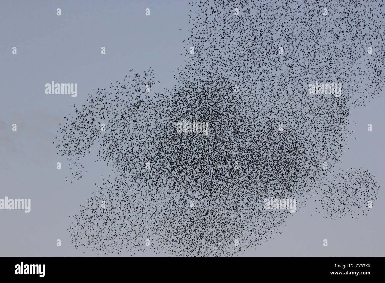 birds migrating, a beautiful sequence of birds migrating, Roma, Rome ...
